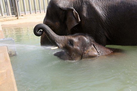 Animals cooling off in the heatwave, Whipsnade Zoo, UK - 25 Jul 2018 ...