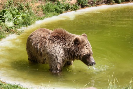 Animals cooling off in the heatwave, Whipsnade Zoo, UK - 25 Jul 2018 ...