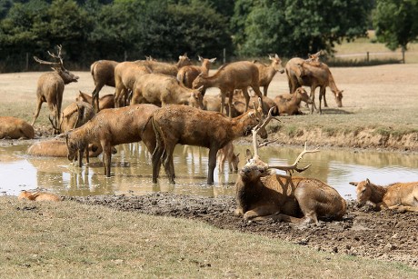 Animals cooling off in the heatwave, Whipsnade Zoo, UK - 25 Jul 2018 ...