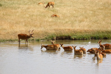 Animals cooling off in the heatwave, Whipsnade Zoo, UK - 25 Jul 2018 ...