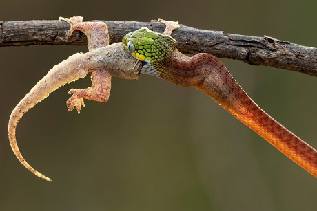 Boiga Cyanea Snake Eats Lizard Editorial Stock Photo - Stock Image ...