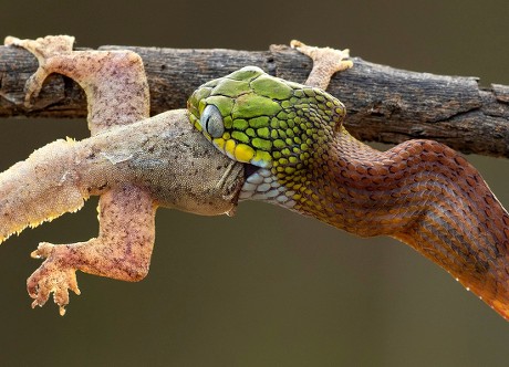 Boiga Cyanea Snake Eats Lizard Editorial Stock Photo - Stock Image ...