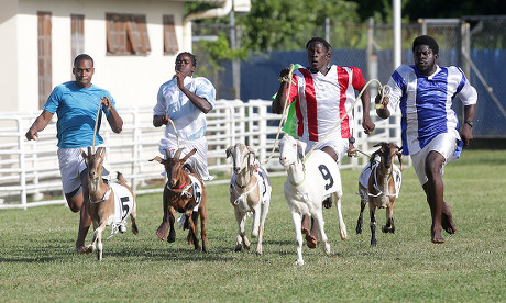250 Goat island Stock Pictures, Editorial Images and Stock Photos ...