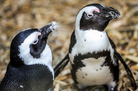 Penguins Their Outdoor Enclosure Pairi Daiza Editorial Stock Photo ...