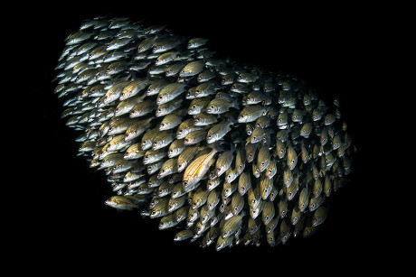 Striped Grunter Fish Editorial Stock Photo - Stock Image | Shutterstock
