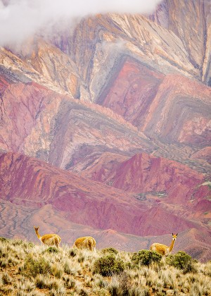 47 Los colores Stock Pictures, Editorial Images and Stock Photos ...