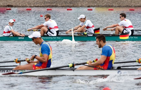 Swan Glides Between Rowers Germany Top Editorial Stock Photo - Stock ...