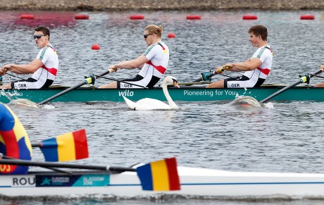 Swan Glides Between Rowers Germany Top Editorial Stock Photo - Stock ...