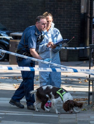 Forensics Search Dog Look Blood Trails Editorial Stock Photo - Stock ...