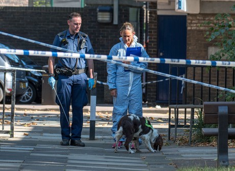 Forensics Search Dog Look Blood Trails Editorial Stock Photo - Stock ...