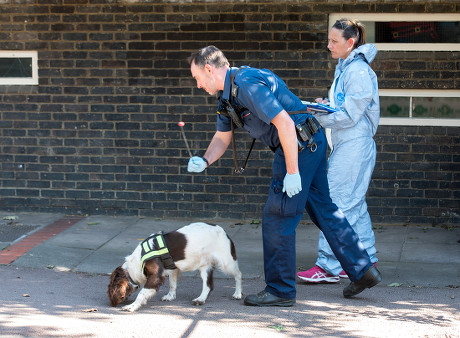 Forensics Search Dog Look Blood Trails Editorial Stock Photo - Stock ...