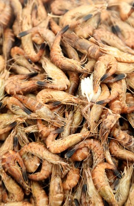 View Grey Shrimps During Lower Saxon Editorial Stock Photo - Stock ...
