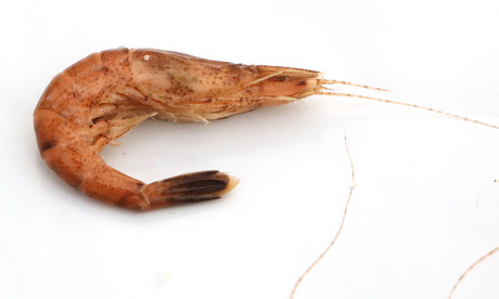 View Grey Shrimp During Lower Saxon Editorial Stock Photo - Stock Image ...