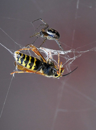 250 Wasp spider Stock Pictures, Editorial Images and Stock Photos ...