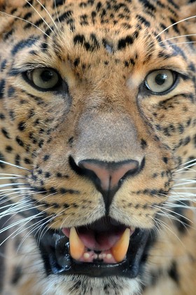 North Chinese Leopard Male Called Jong Editorial Stock Photo - Stock ...