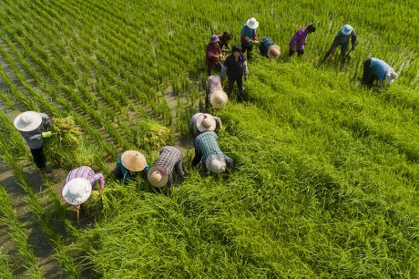 Farmers Busy Removing Weeds Rice Fields Editorial Stock Photo - Stock ...