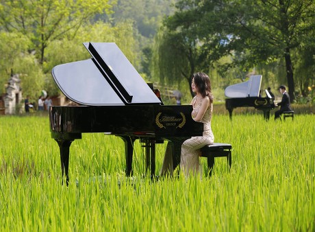 Pianists Play Piano Rice Field Huanglongdong Editorial Stock Photo ...
