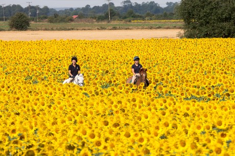 Joanna Golland Riding On Her Horse Editorial Stock Photo - Stock Image ...
