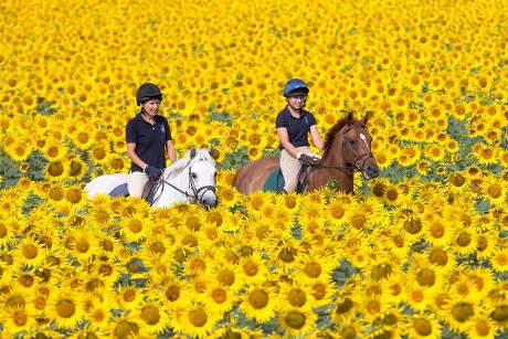 Joanna Golland Riding On Her Horse Editorial Stock Photo - Stock Image ...