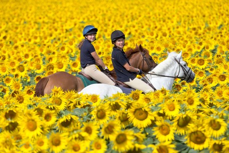Joanna Golland Riding On Her Horse Editorial Stock Photo - Stock Image ...