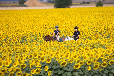 Joanna Golland Riding On Her Horse Editorial Stock Photo - Stock Image ...