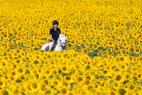 Joanna Golland Riding On Her Horse Editorial Stock Photo - Stock Image ...