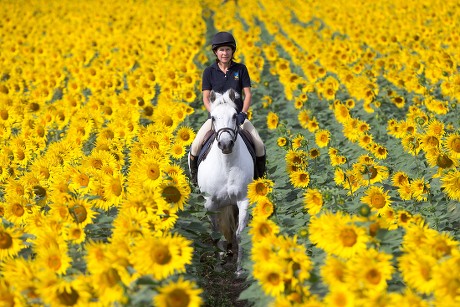 Joanna Golland Riding On Her Horse Editorial Stock Photo - Stock Image ...