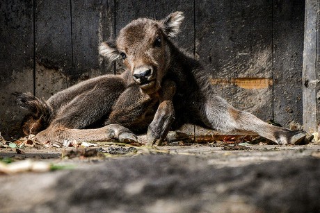 New born wisent in Duisburg Zoo, Germany - 10 Aug 2018 Stock Pictures ...