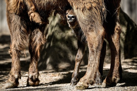 New born wisent in Duisburg Zoo, Germany - 10 Aug 2018 Stock Pictures ...