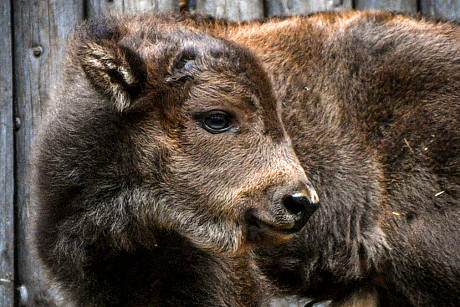 New Born Wisent Enclosure Duisburg Zoo Editorial Stock Photo - Stock ...