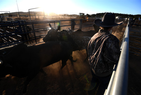 Bucking Bulls Moved Around Cattle Yard Editorial Stock Photo - Stock ...