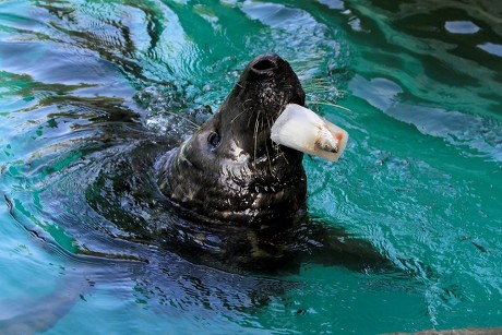 Seal Enjoys Frozen Fish Enclosure Zoo Editorial Stock Photo - Stock ...