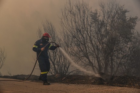 Firefighter Tries Put Out Forest Fire Editorial Stock Photo - Stock ...