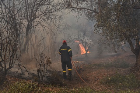 Firefighter Tries Put Out Forest Fire Editorial Stock Photo - Stock ...