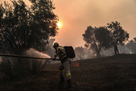 Firefighter Tries Put Out Forest Fire Editorial Stock Photo - Stock ...