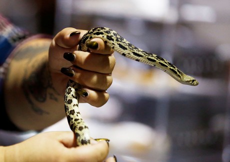 Visitor Holds Snake During Reptile Super Editorial Stock Photo - Stock ...
