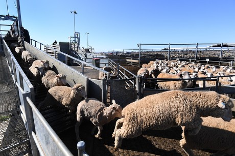 Some More Than 45000 Sheep Being Editorial Stock Photo - Stock Image ...