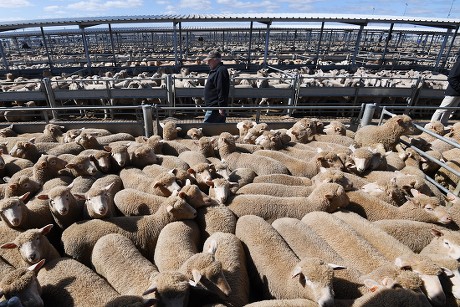 Some More Than 45000 Sheep Being Editorial Stock Photo - Stock Image ...