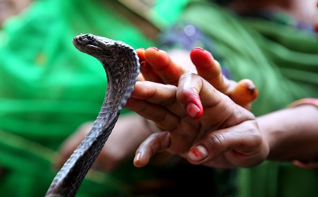 Indian Women Devotees Pray King Cobra Editorial Stock Photo - Stock ...