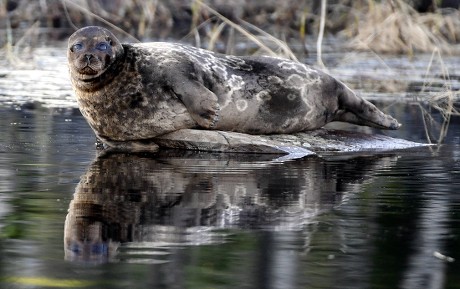 Saimaa Ringed Seal Pusa Hispida Saimensis Editorial Stock Photo - Stock ...