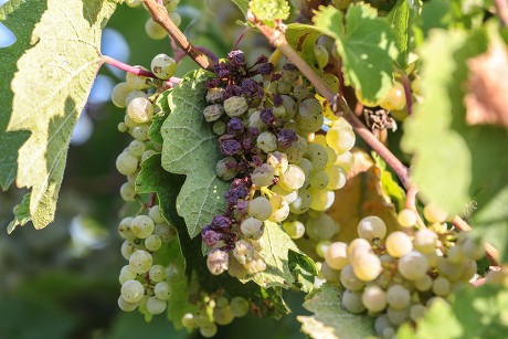 Grapes On Vine Vineyard Near Heppenheim Editorial Stock Photo - Stock ...