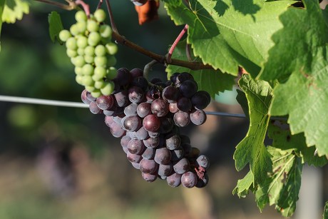 Grapes On Vine Vineyard Near Heppenheim Editorial Stock Photo - Stock ...