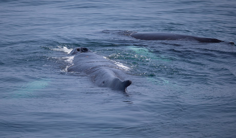 Female Humpback Whale L Her Calf Editorial Stock Photo - Stock Image ...