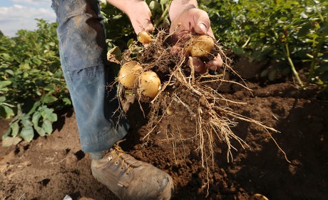 Young Farmer Pierre Delvaux 22 Head Editorial Stock Photo - Stock Image ...