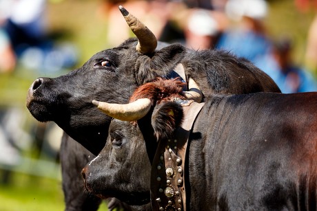 Herens Cows Lock Horns During Reine Editorial Stock Photo - Stock Image ...