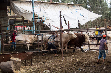 Farmers Seen Getting Cows Out Be Editorial Stock Photo - Stock Image ...