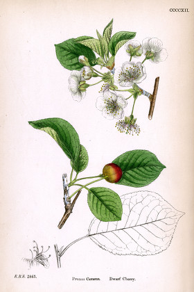 Sprig Wild Cherry Blossomprunus Cerasus Depicting Editorial Stock Photo ...