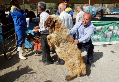 Iranians Buy Sacrificial Sheep Eid Aladha Editorial Stock Photo - Stock ...
