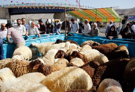 Iranians Buy Sacrificial Sheep Eid Aladha Editorial Stock Photo - Stock ...