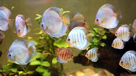 Discus Fish Their Recreated Natural Habitat Editorial Stock Photo ...
